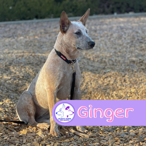 Rescue Dogs Adelaide - Adopt A Dog In Adelaide - Pets Online