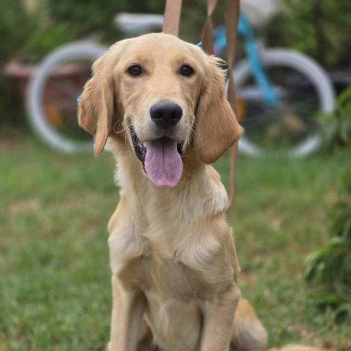 All 4 Paws Dog Rescue - Pets Online