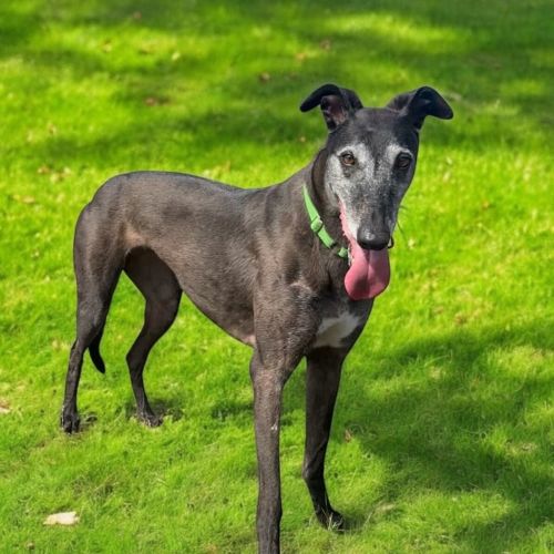 Rescue Dogs TAS - Adopt A Dog In TAS - Pets Online