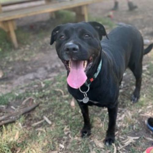 The Lost Dogs' Home Cranbourne West - Pets Online
