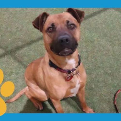 The Lost Dogs' Home North Melbourne - Pets Online