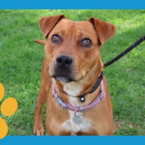 The Lost Dogs' Home North Melbourne - Pets Online