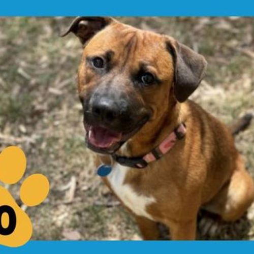 The Lost Dogs' Home Cranbourne West - Pets Online