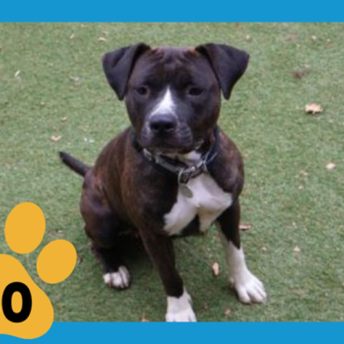 The Lost Dogs' Home North Melbourne - Pets Online