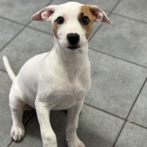 The Lost Dogs' Home Cranbourne West - Pets Online