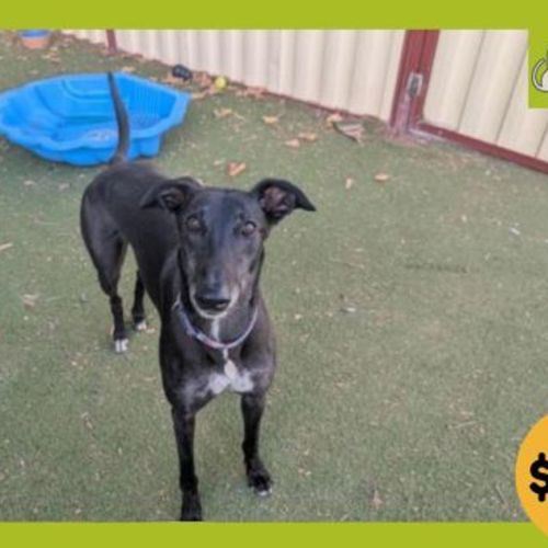 The Lost Dogs' Home North Melbourne - Pets Online