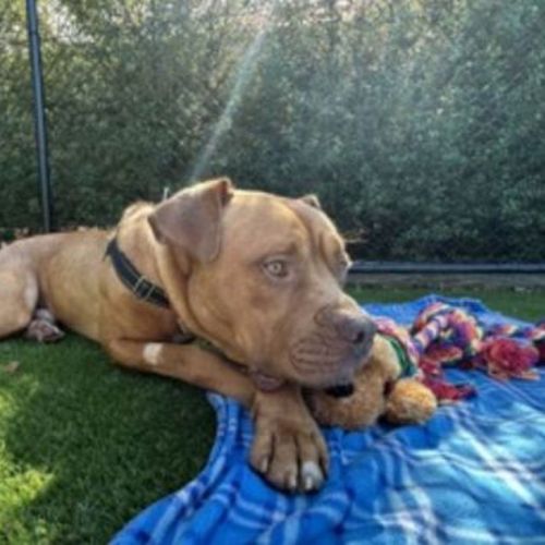The Lost Dogs' Home North Melbourne - Pets Online