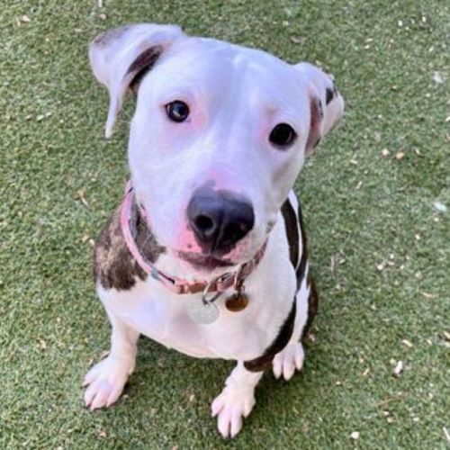 The Lost Dogs' Home North Melbourne - Pets Online