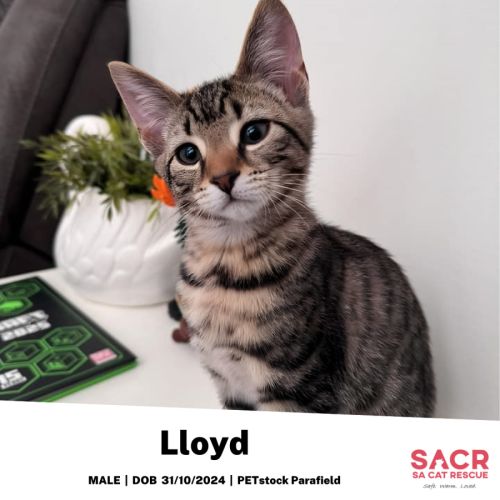 Cat Adoption Adelaide - Rescue A Cat in Adelaide - Pets Online