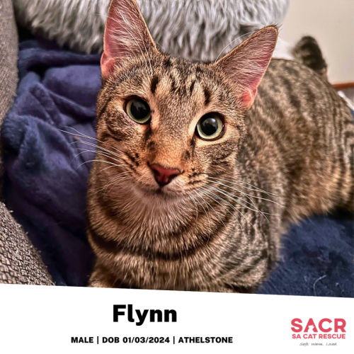 Cat Adoption Adelaide - Rescue A Cat in Adelaide - Pets Online