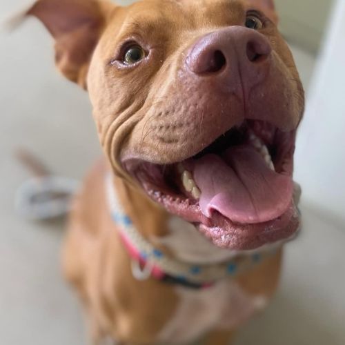 RSPCA Gympie - Pets Online