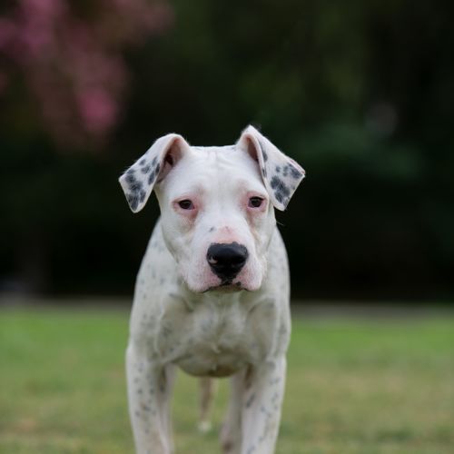 Rescue Dogs Sydney - Adopt A Dog In Sydney - Pets Online