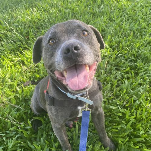 RSPCA Dakabin - Pets Online