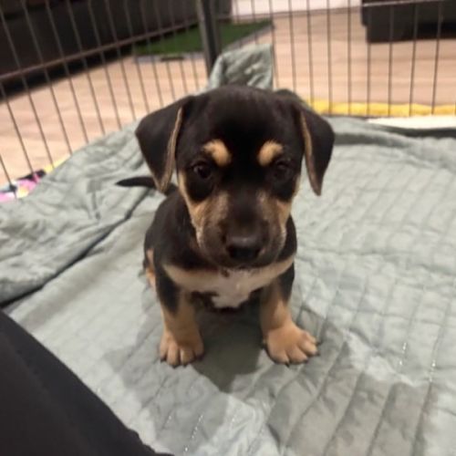 Rescue Dogs Perth - Adopt A Dog In Perth - Pets Online