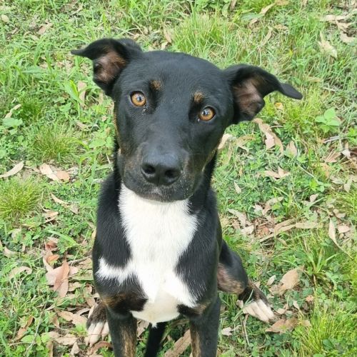 RSPCA Gympie - Pets Online