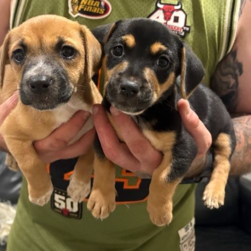 Rescue Dogs Perth - Adopt A Dog In Perth - Pets Online