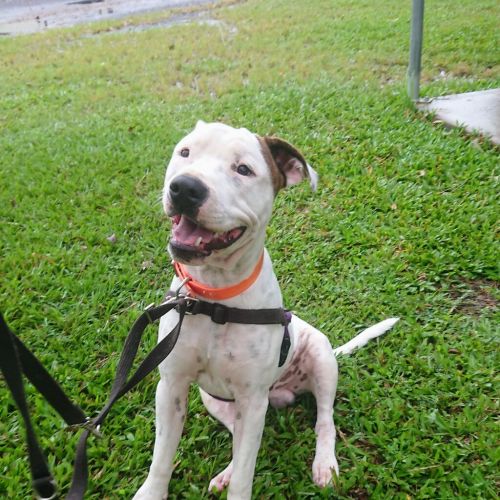 RSPCA Dakabin - Pets Online