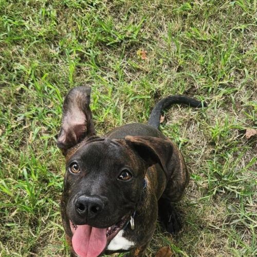 RSPCA Dakabin - Pets Online