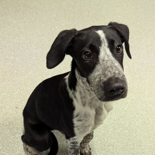 RSPCA Dakabin - Pets Online