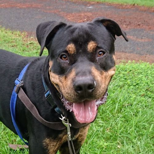 RSPCA Dakabin - Pets Online