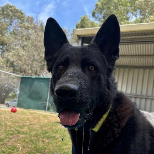 Rescue Dogs Perth - Adopt A Dog In Perth - Pets Online