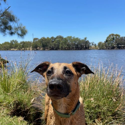 Rescue Dogs Perth - Adopt A Dog In Perth - Pets Online