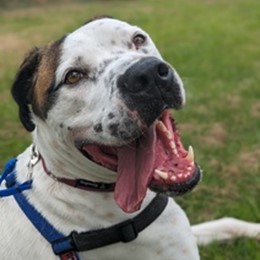 Dogs Refuge Home - Pets Online