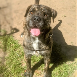 Dogs Refuge Home - Pets Online